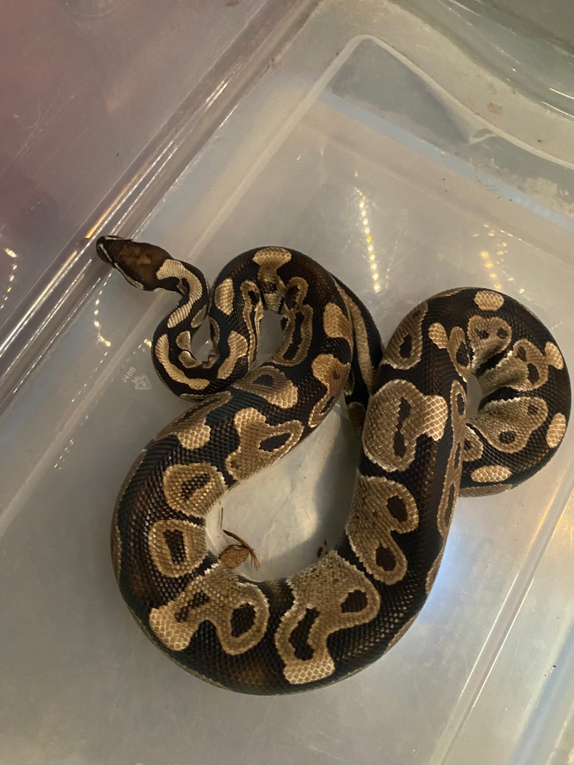 Normal *dinker* Het Pied Ball Python by Mountain Monster Morphs ...