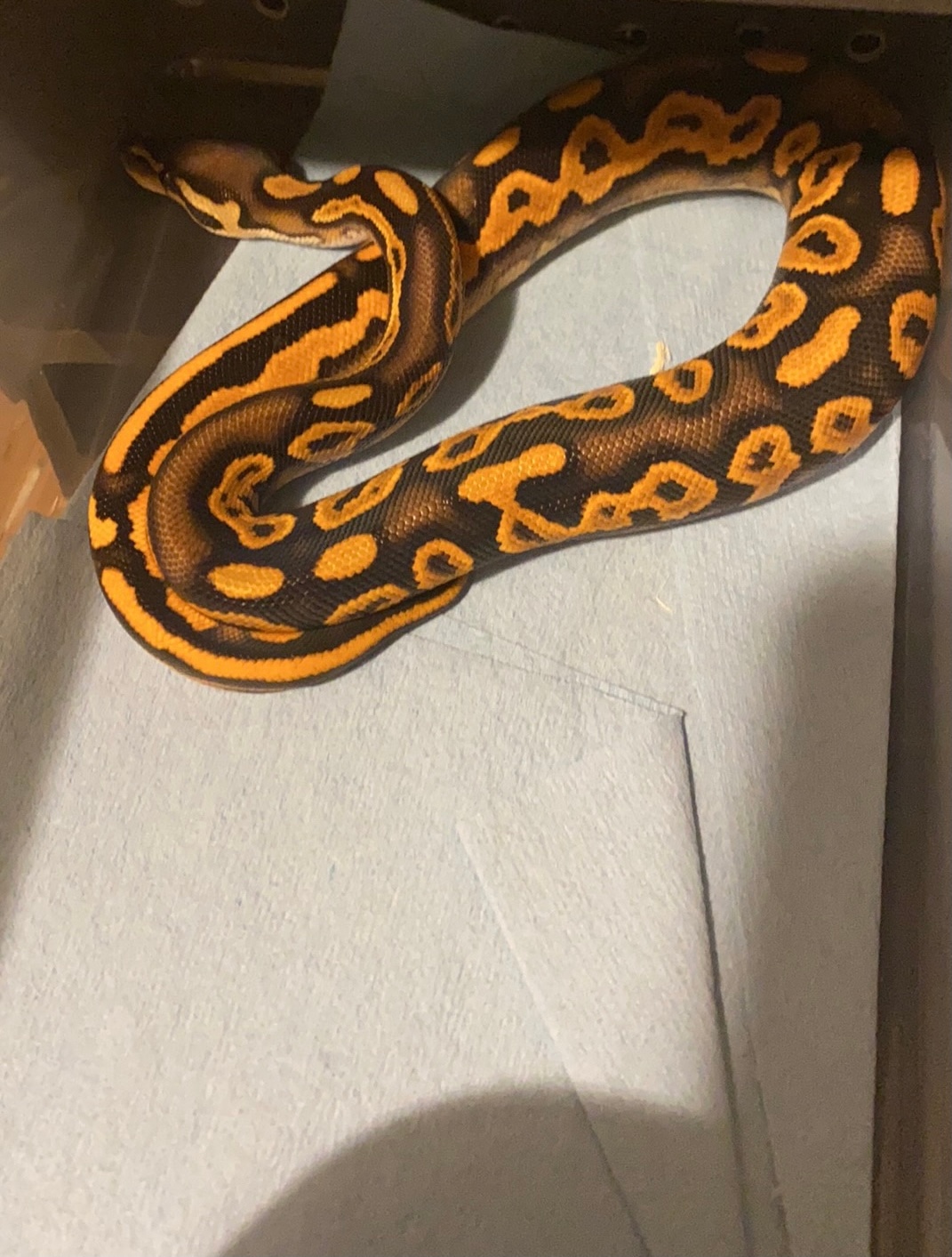 Black Pastel, Orange Dream, Enchi, YellowBelly Het Orange Ghost Ball ...