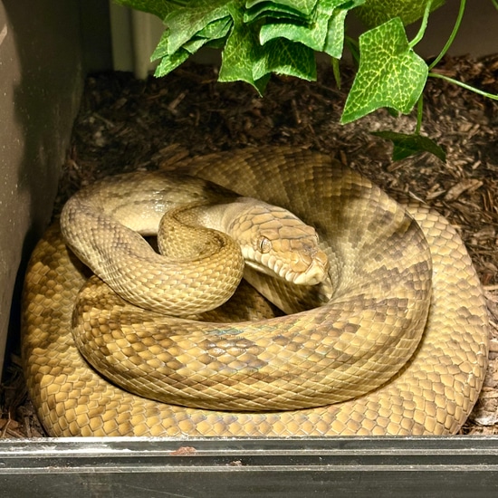 High Yellow Merauke Scrub Python by Thick Exotics, LLC