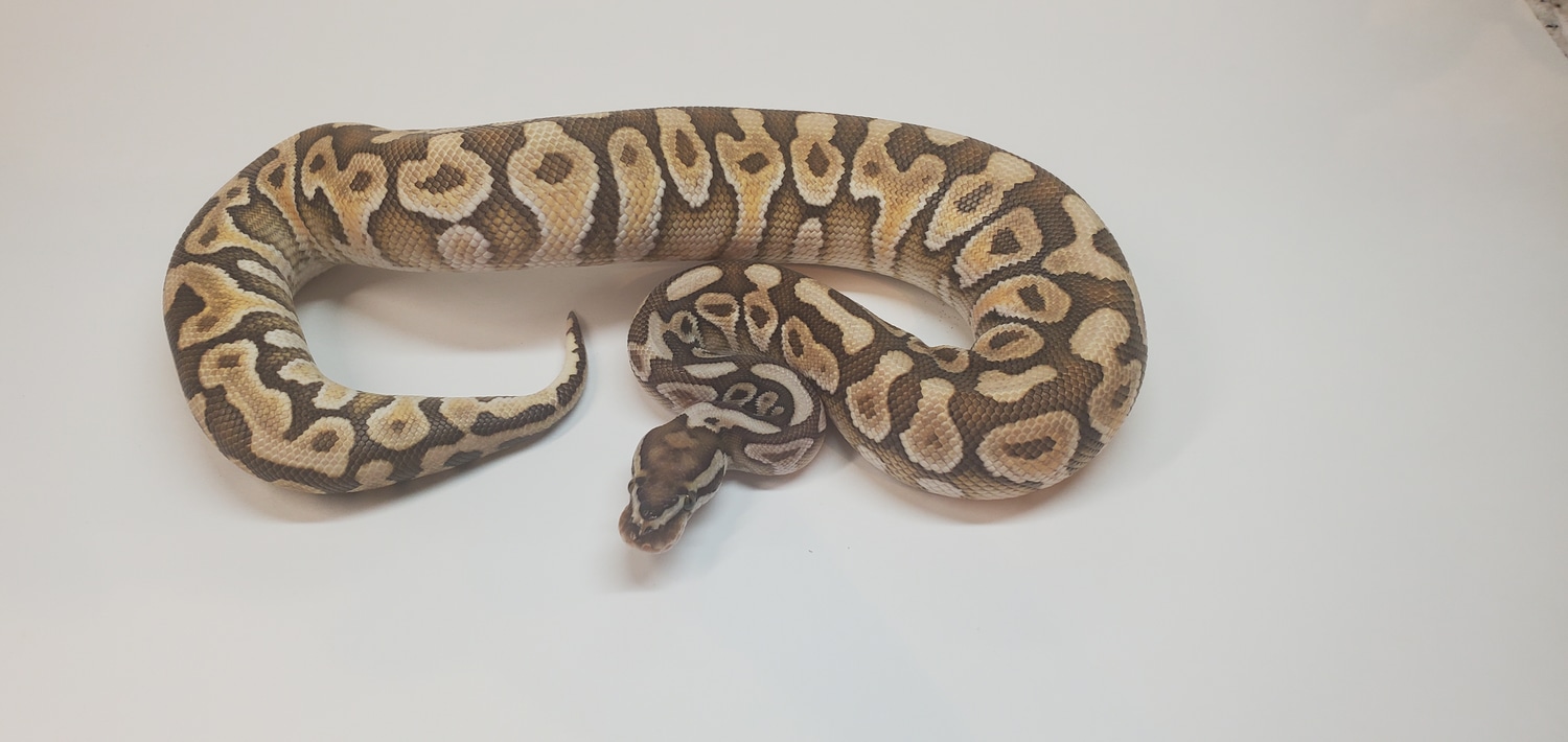 Spotnose Lesser Het Clown Ball Python by Spring Hill Serpents - MorphMarket