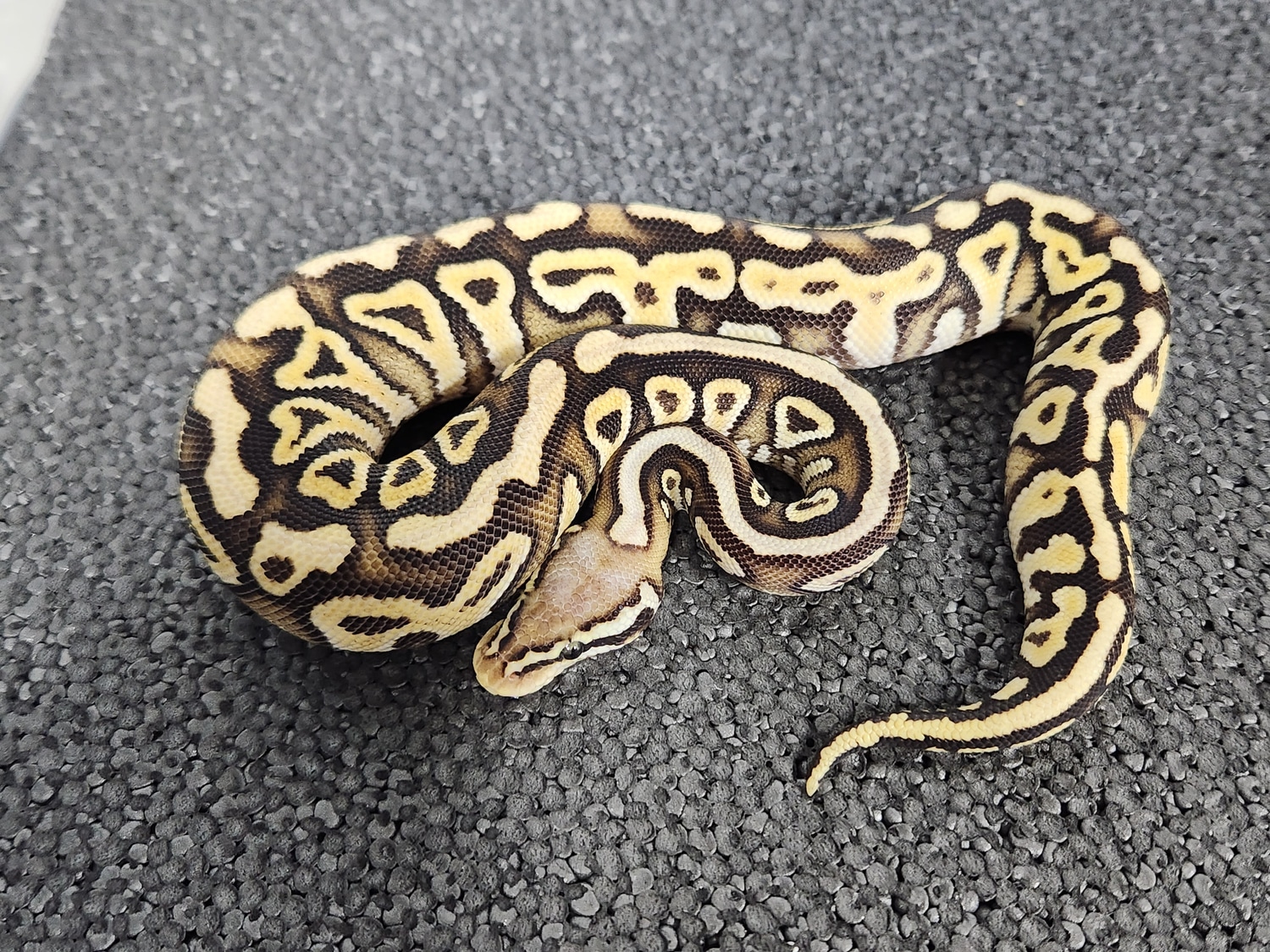 Spotnose Pastel Mojave YB 100% Het Clown Ball Python by Spring Hill ...