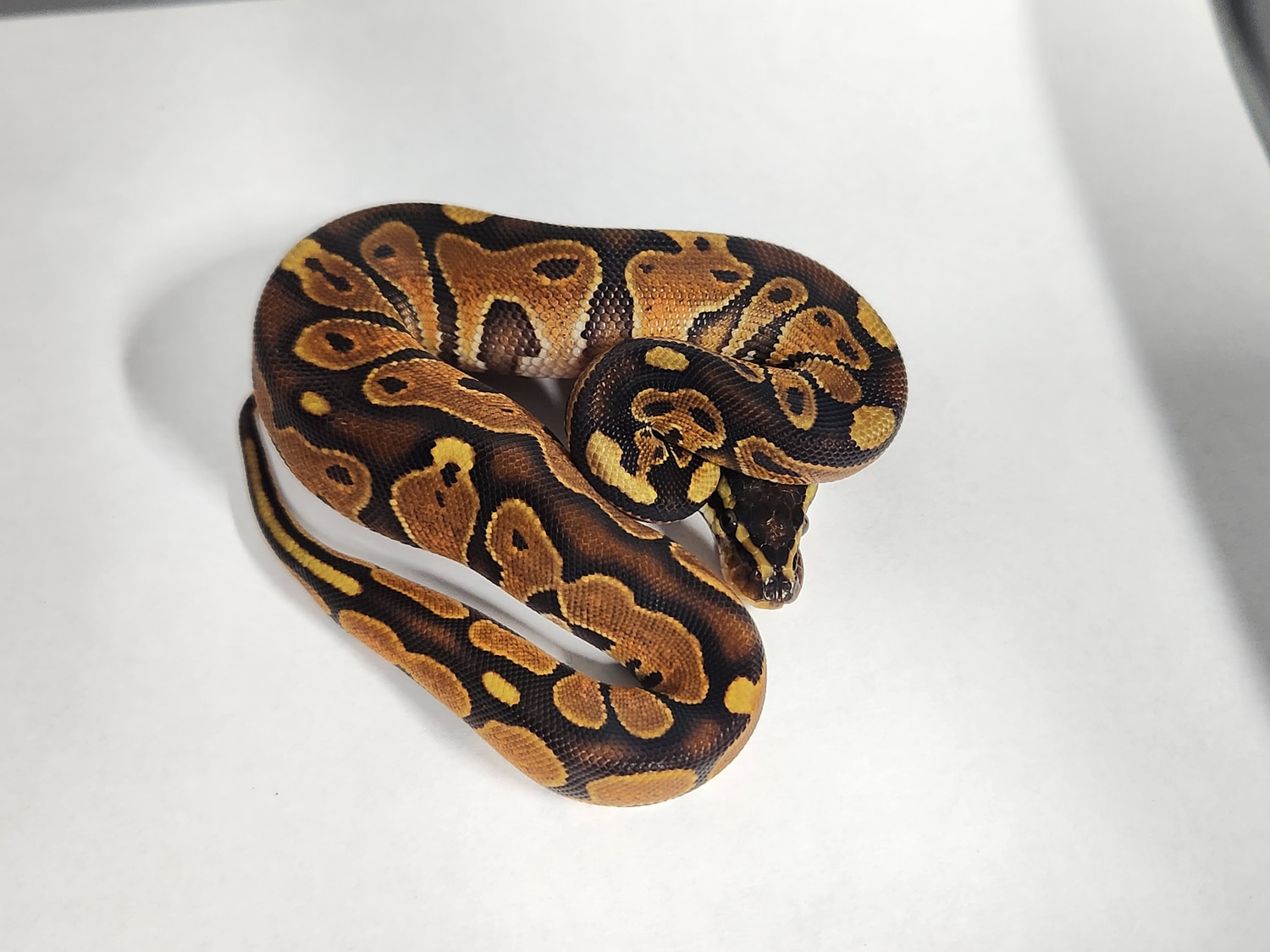 Black Pastel Enchi Ball Python by Spring Hill Serpents - MorphMarket