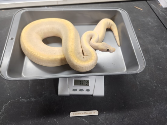 Cinnamon Mimosa Ball Python by Spring Hill Serpents