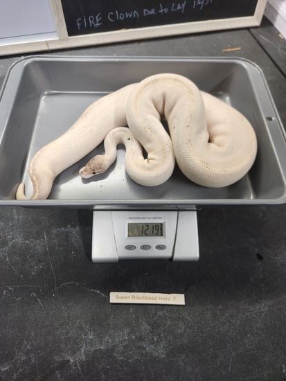 Super Blackhead Ivory Ball Python by Spring Hill Serpents