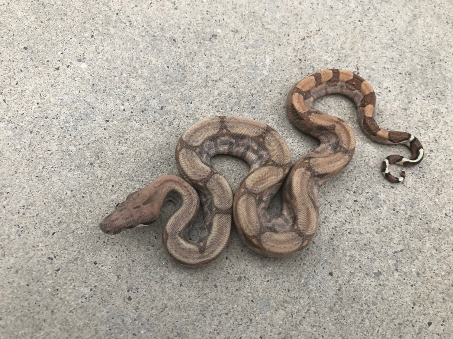 2018 Male Fire Diamond Boa Constrictor by JSR.inc - MorphMarket