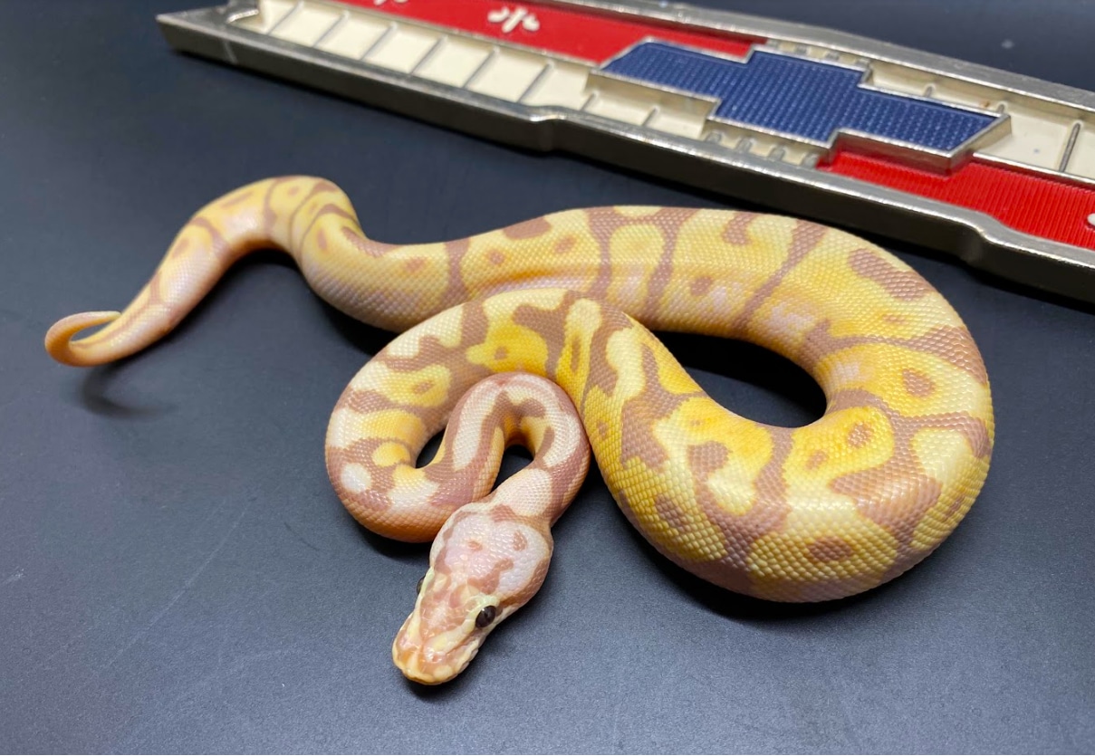 2019 Male BANANA ENCHI WOMA Ball Python by JSR.inc - MorphMarket