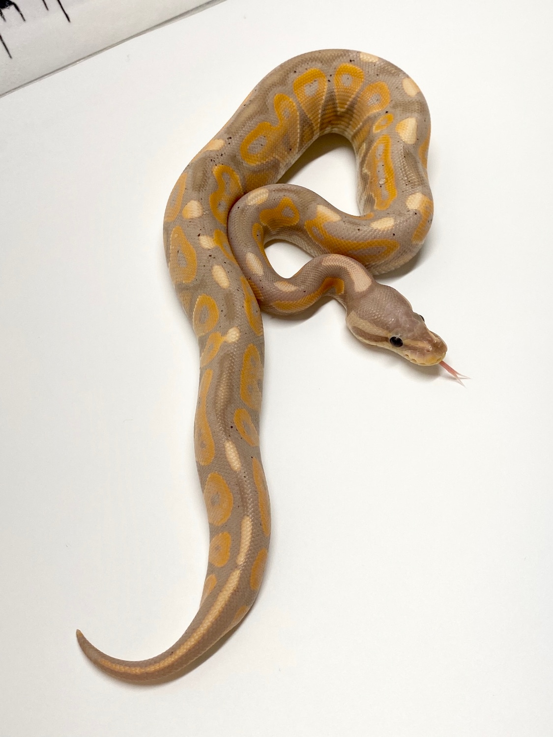 2020 Male Black Pastel Yellow Belly Banana Orange Dream Ball Python by ...