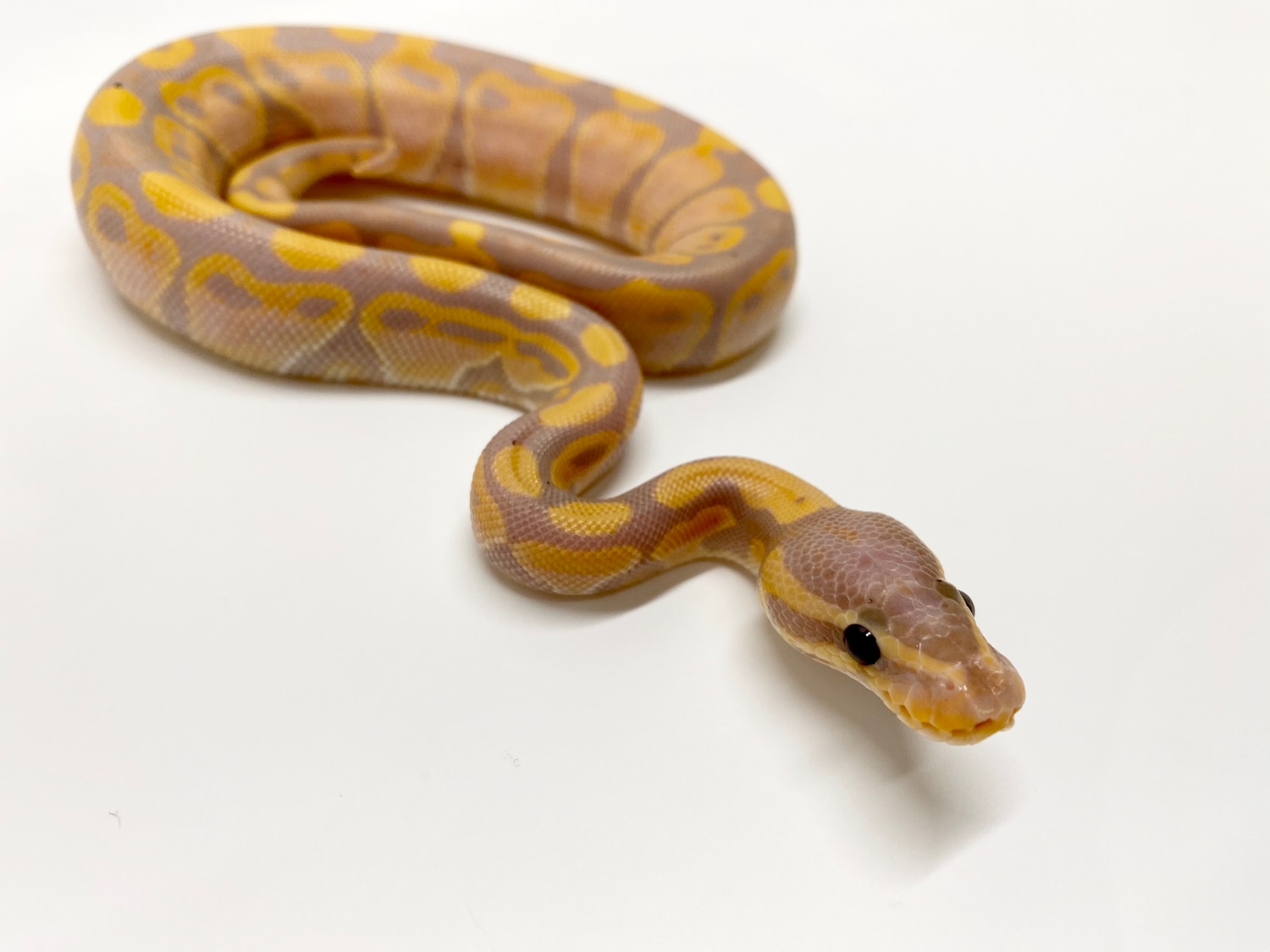 2020 🚹 Banana Orange Dream Ball Python by JSR.inc - MorphMarket