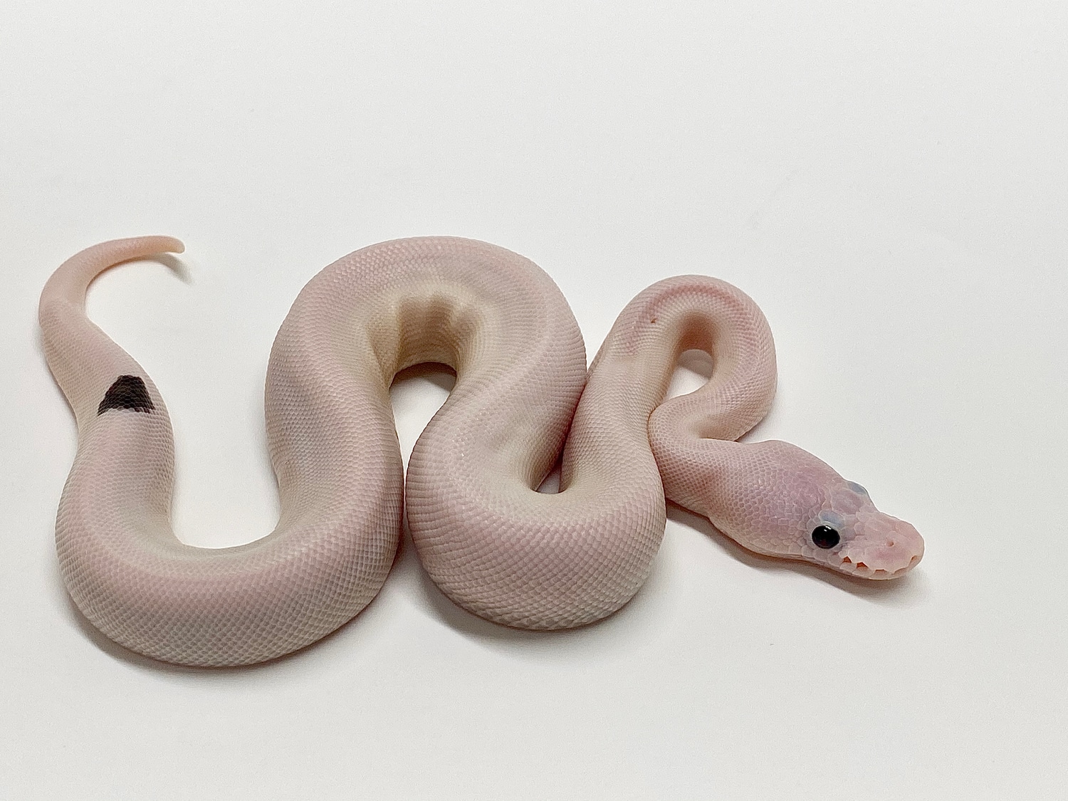 2020 🔥🔥🔥 Panda Pied FEMALE! Ball Python by JSR.inc - MorphMarket