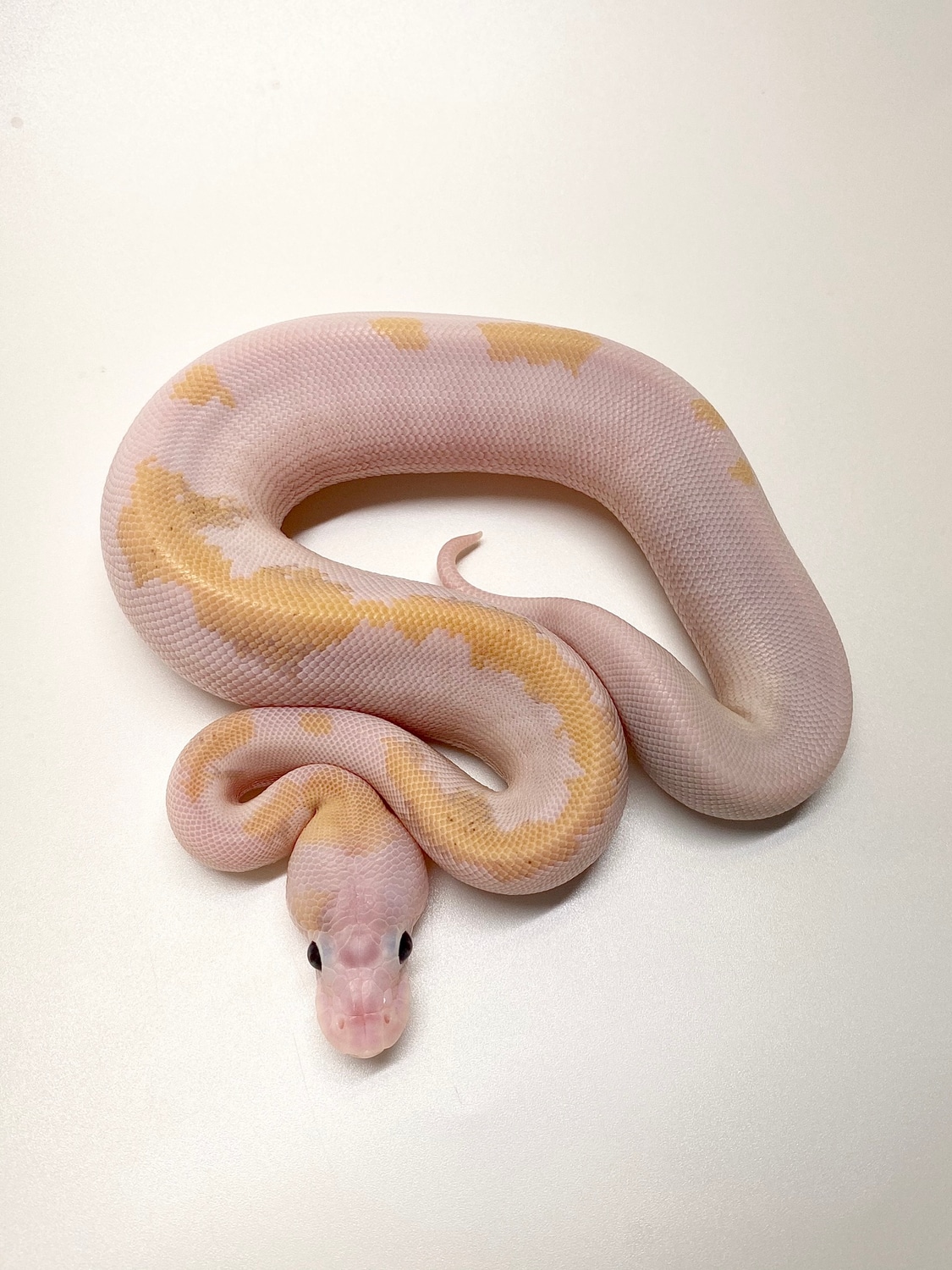 Male Super Fire Ball Python by JSR.inc - MorphMarket