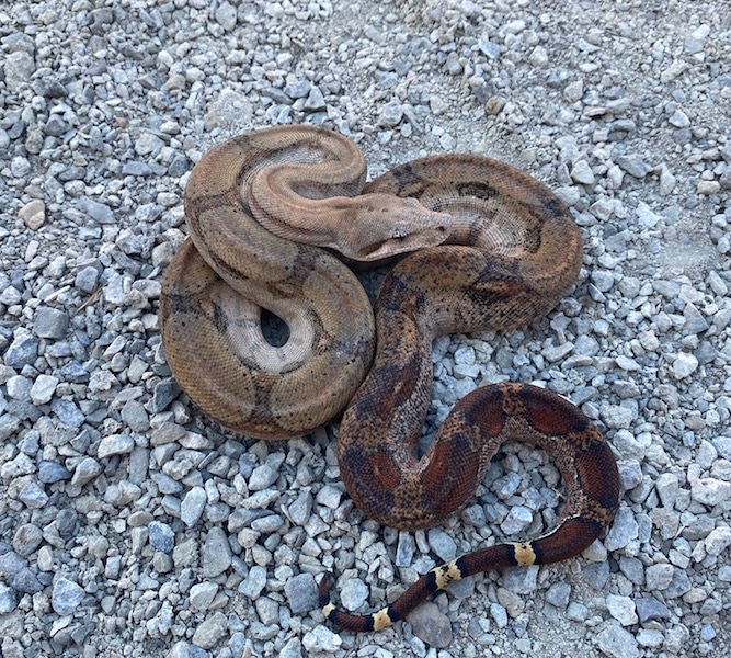 2020 Female Fire Diamond Boa Constrictor by JSR.inc - MorphMarket