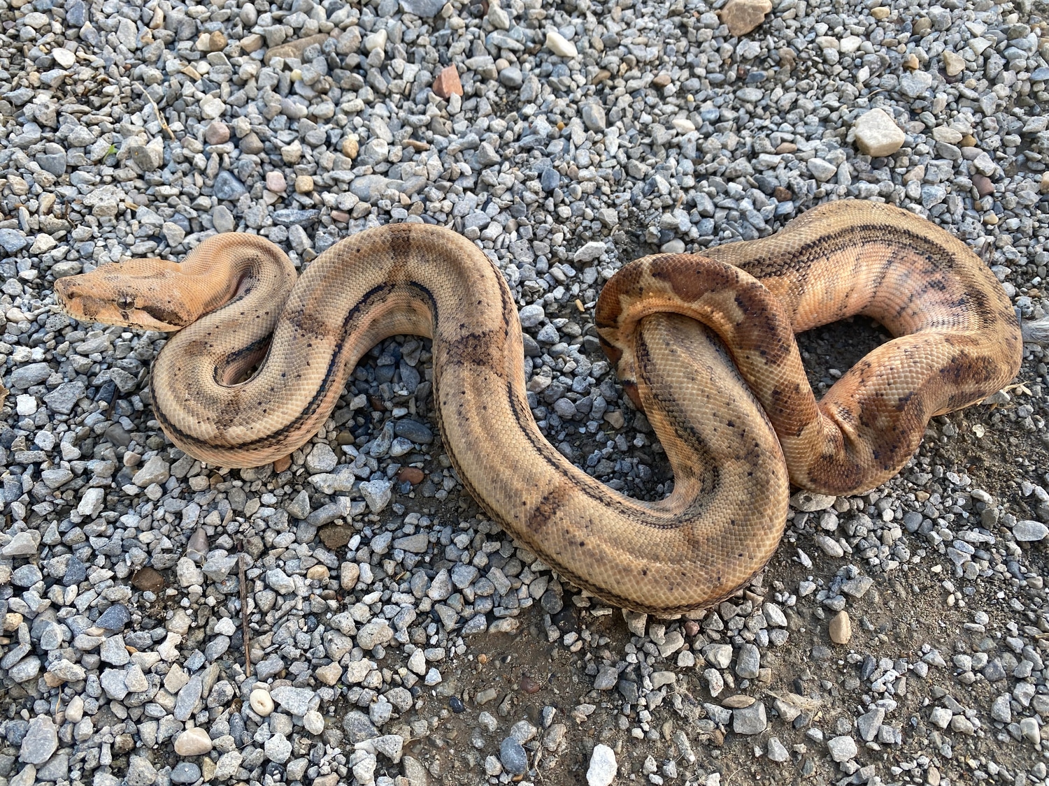 2019 Sub Adult Female Hypo Fire Boa Constrictor by JSR.inc - MorphMarket