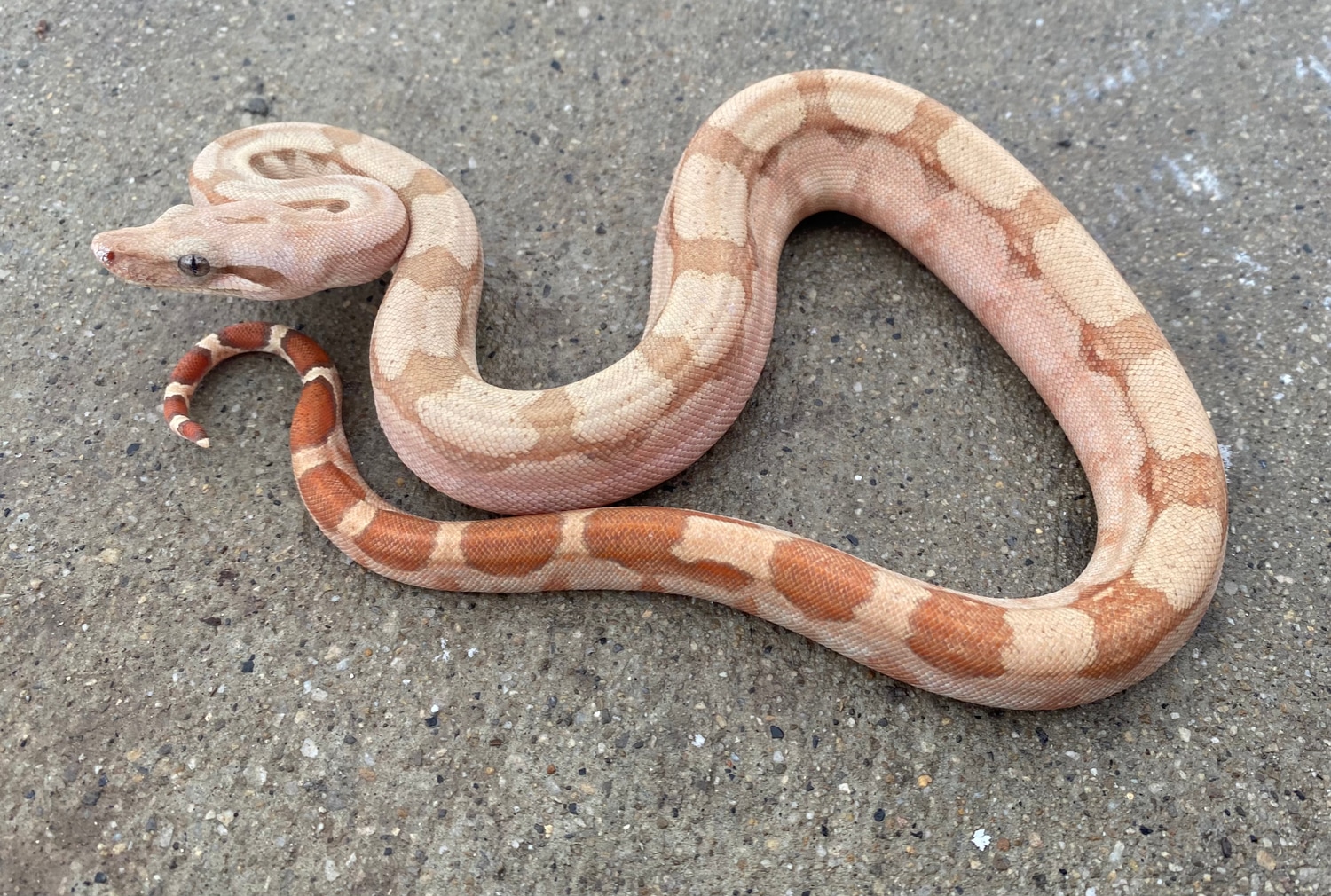 💎🐍🔥 Male T Positive Sunglow Fire Diamond Boa Constrictor by JSR.inc ...