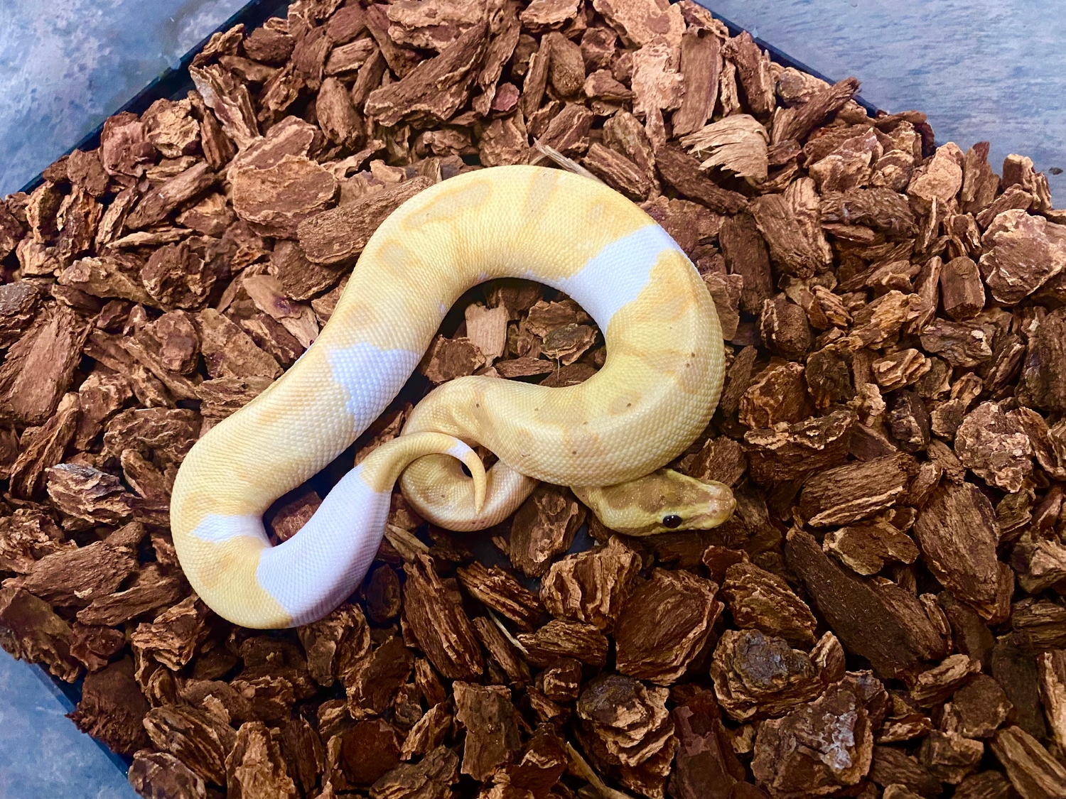Banana Enchi Pied Ball Python by JSR.inc - MorphMarket