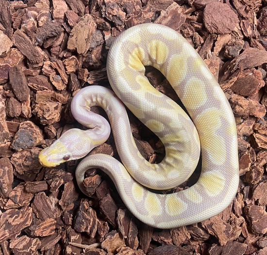 Female Super Pastel Candy Ball Python by JSR.inc