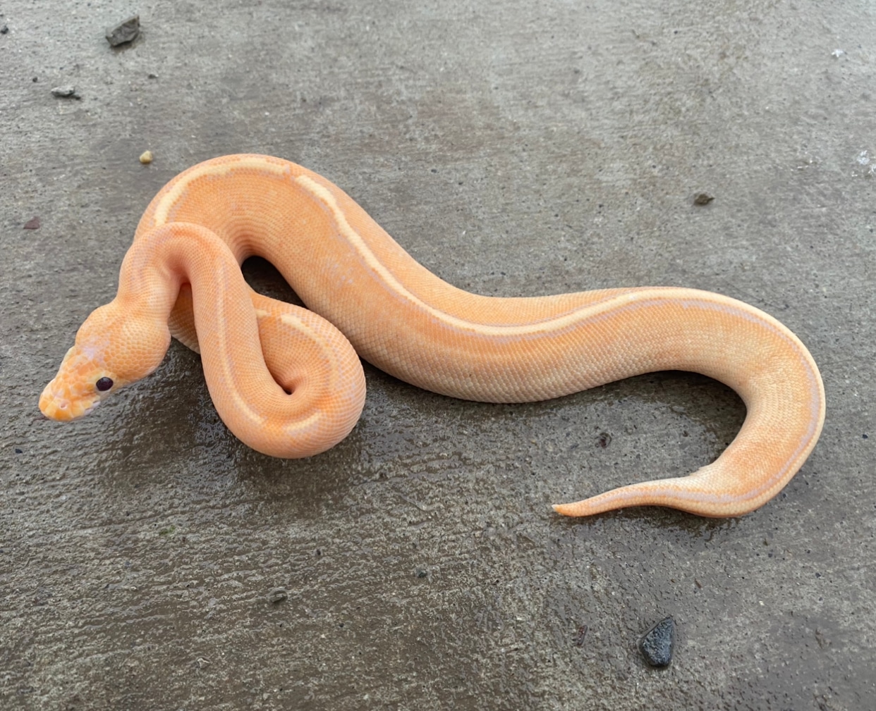 2022 Female Banana Champagne 👍🐍 Ball Python by JSR.inc - MorphMarket