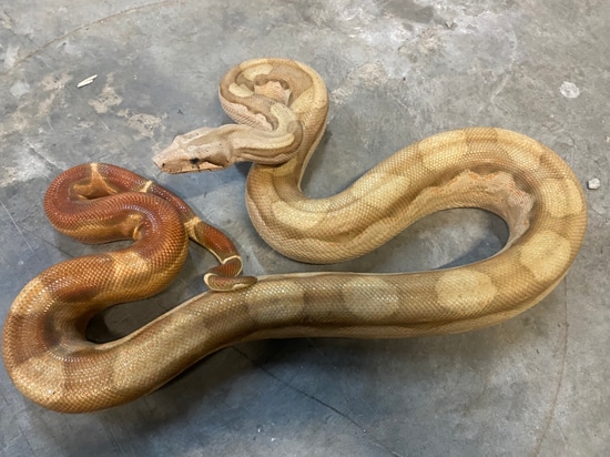 Female Sub Adult Fire Motley Sunglow Boa Constrictor by JSR.inc
