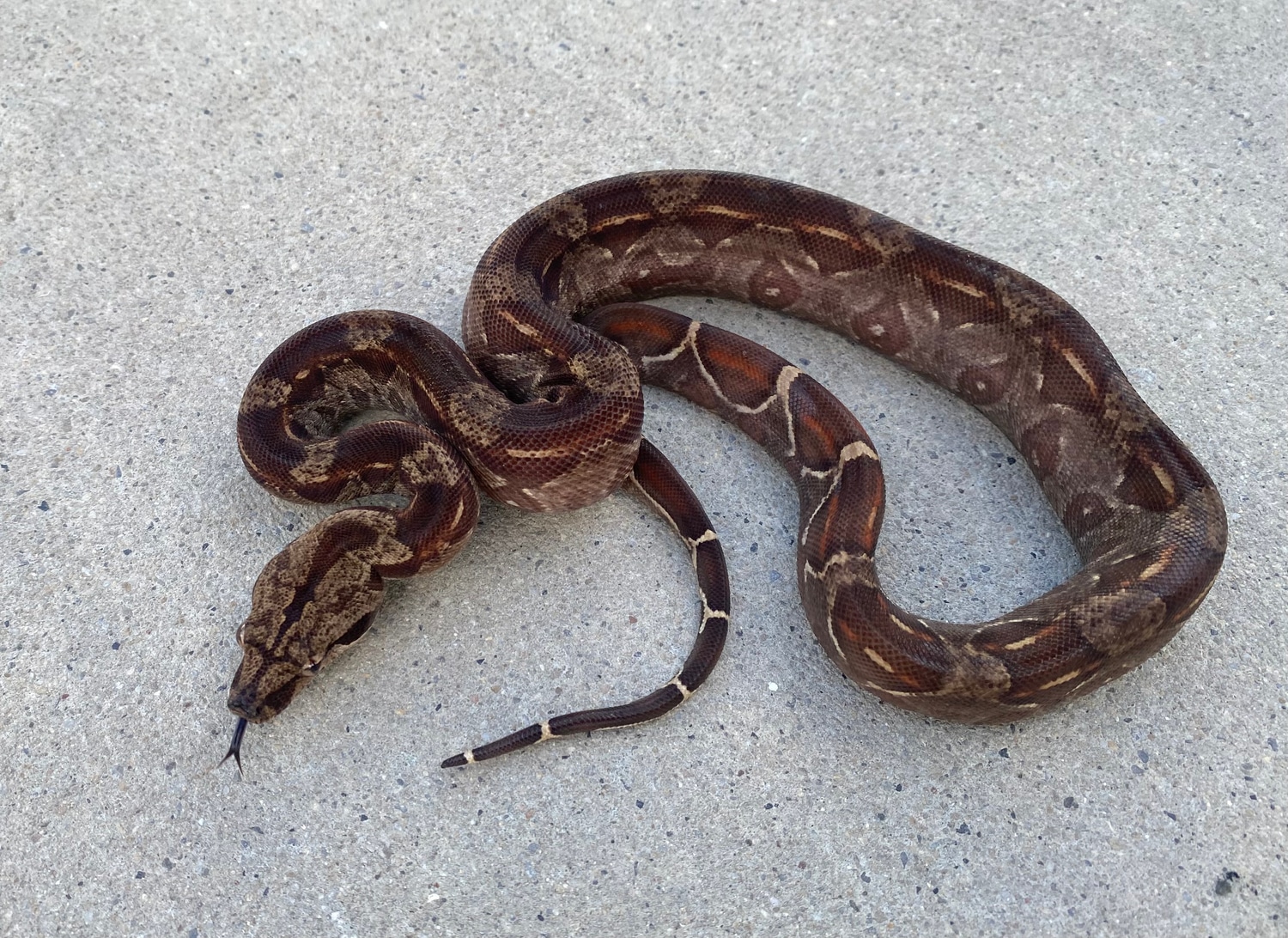 IIMG T Positive 👍🐍rare Boa Constrictor by JSR.inc - MorphMarket
