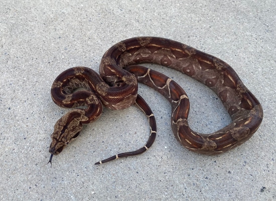 IMG T Positive 👍🐍rare Boa Constrictor by JSR.inc
