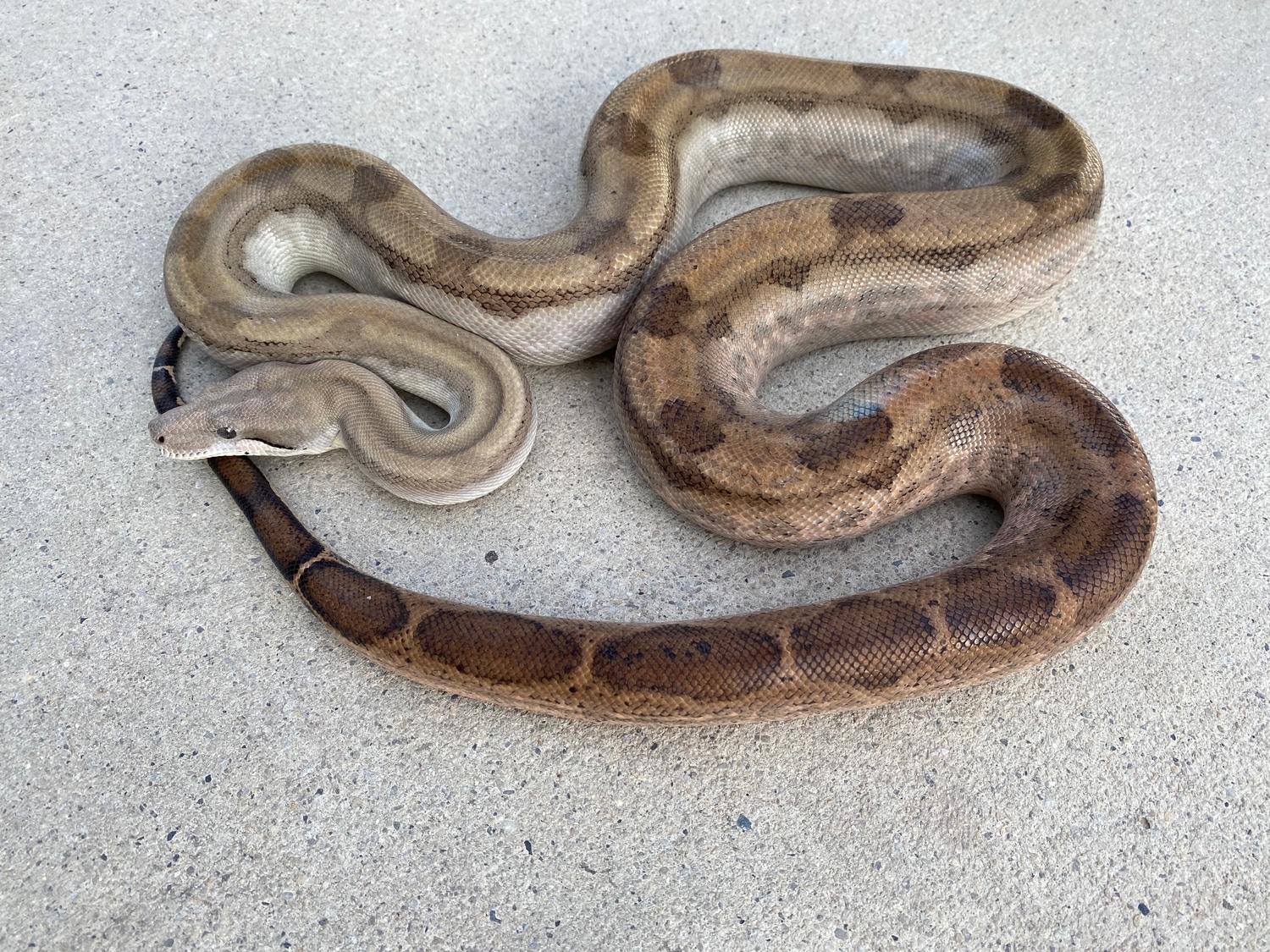 Motley Fire Sub Adult Female Boa Constrictor by JSR.inc - MorphMarket