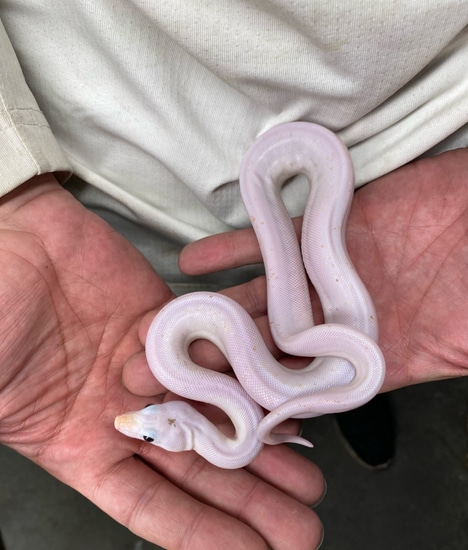 Princess Diamond Super Fire Boa Constrictor by JSR.inc