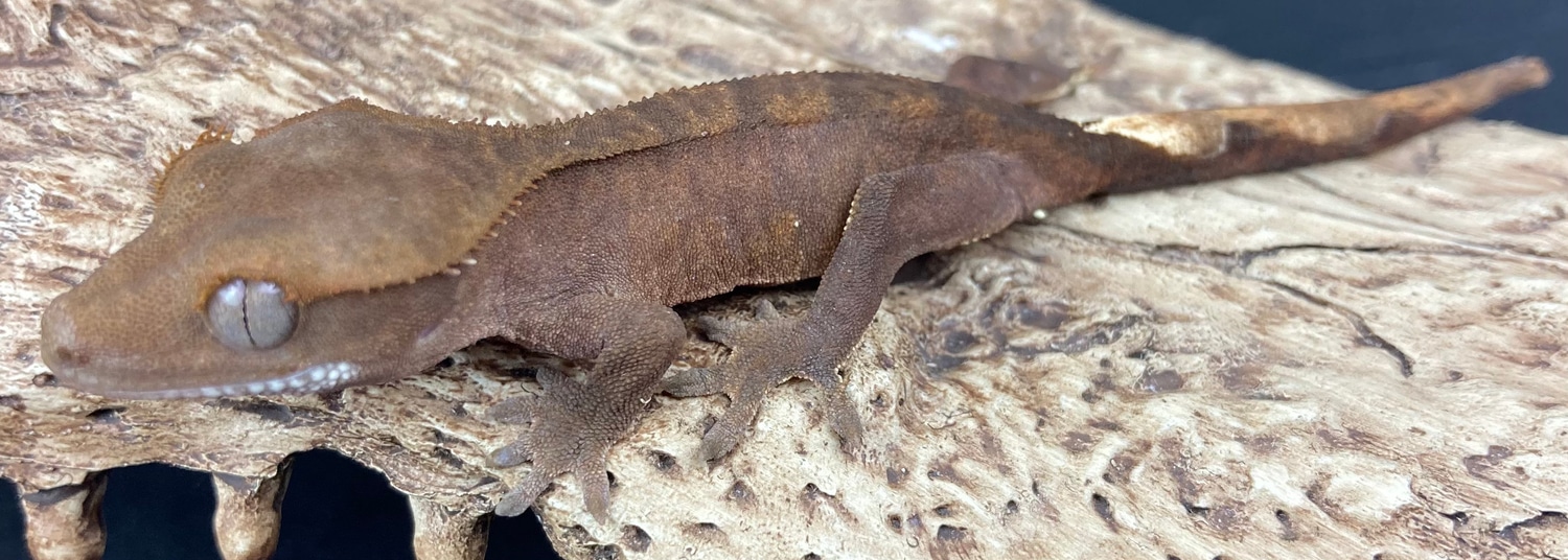 Het Axanthic Crested Gecko by Jersey's Exotic Reptile Keepers - MorphMarket