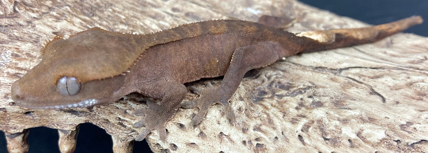 Het Axanthic Crested Gecko by Jersey's Exotic Reptile Keepers - MorphMarket