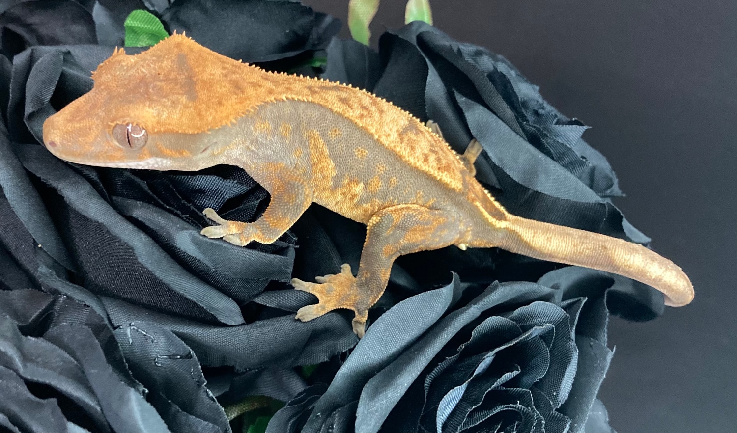 100% Het Axanthic Prob Male Crested Gecko by Jersey's Exotic Reptile ...