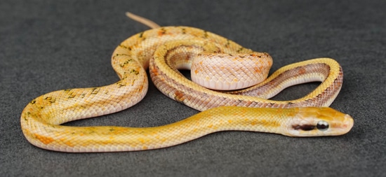 Hypo Calico PH T Chinese Beauty Beauty Rat Snake by Jersey's Exotic ...