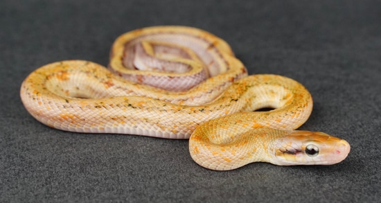 Hypo Calico PH T Chinese Beauty Beauty Rat Snake by Jersey's Exotic ...