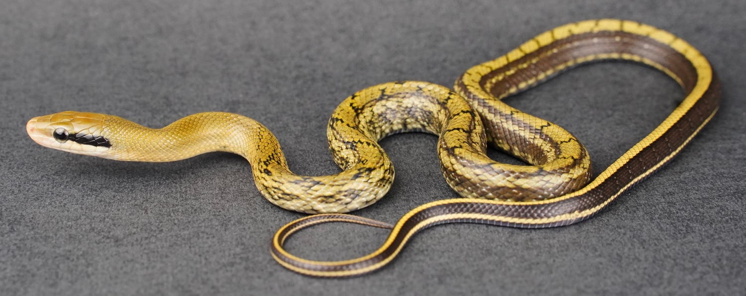 Het Snow PH Hypo Calico Chinese Beauty Rat Snake by Jersey's Exotic ...