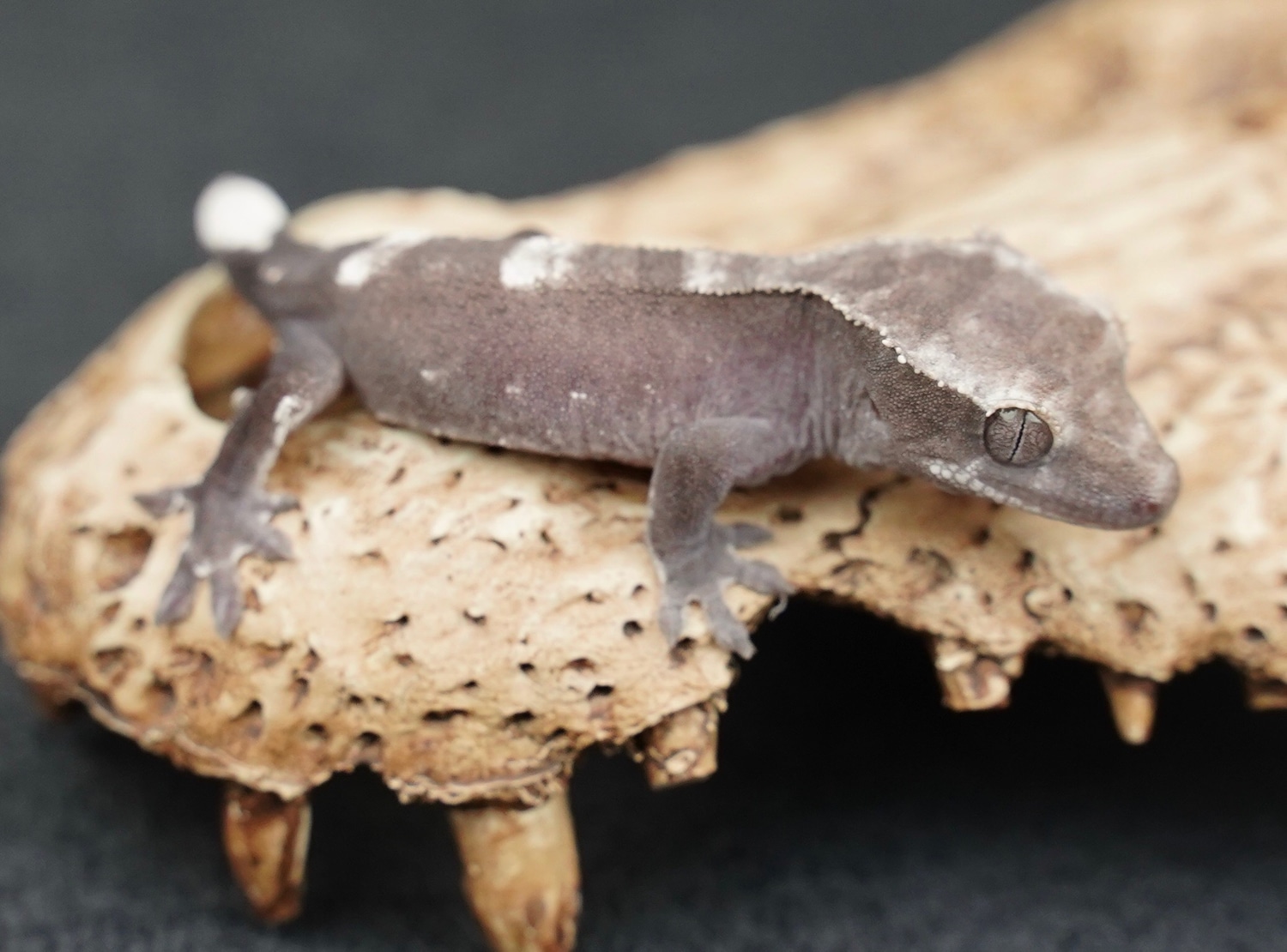 Axanthic Crested Gecko by Jersey's Exotic Reptile Keepers - MorphMarket