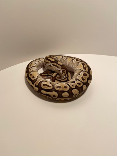 Lesser Ball Python by Wide River Reptiles