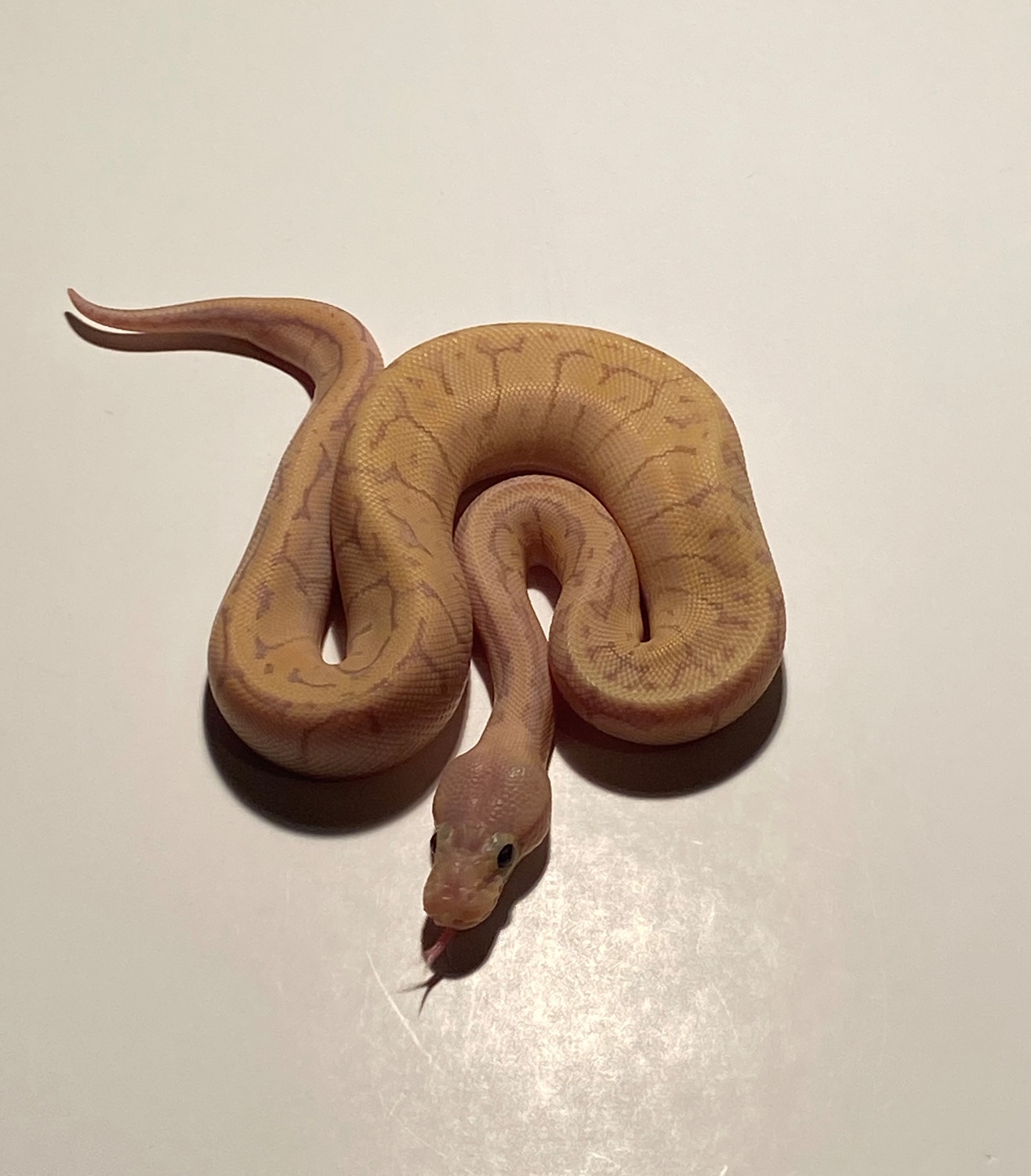 Banana Lemonblast Ball Python by Wide River Reptiles - MorphMarket