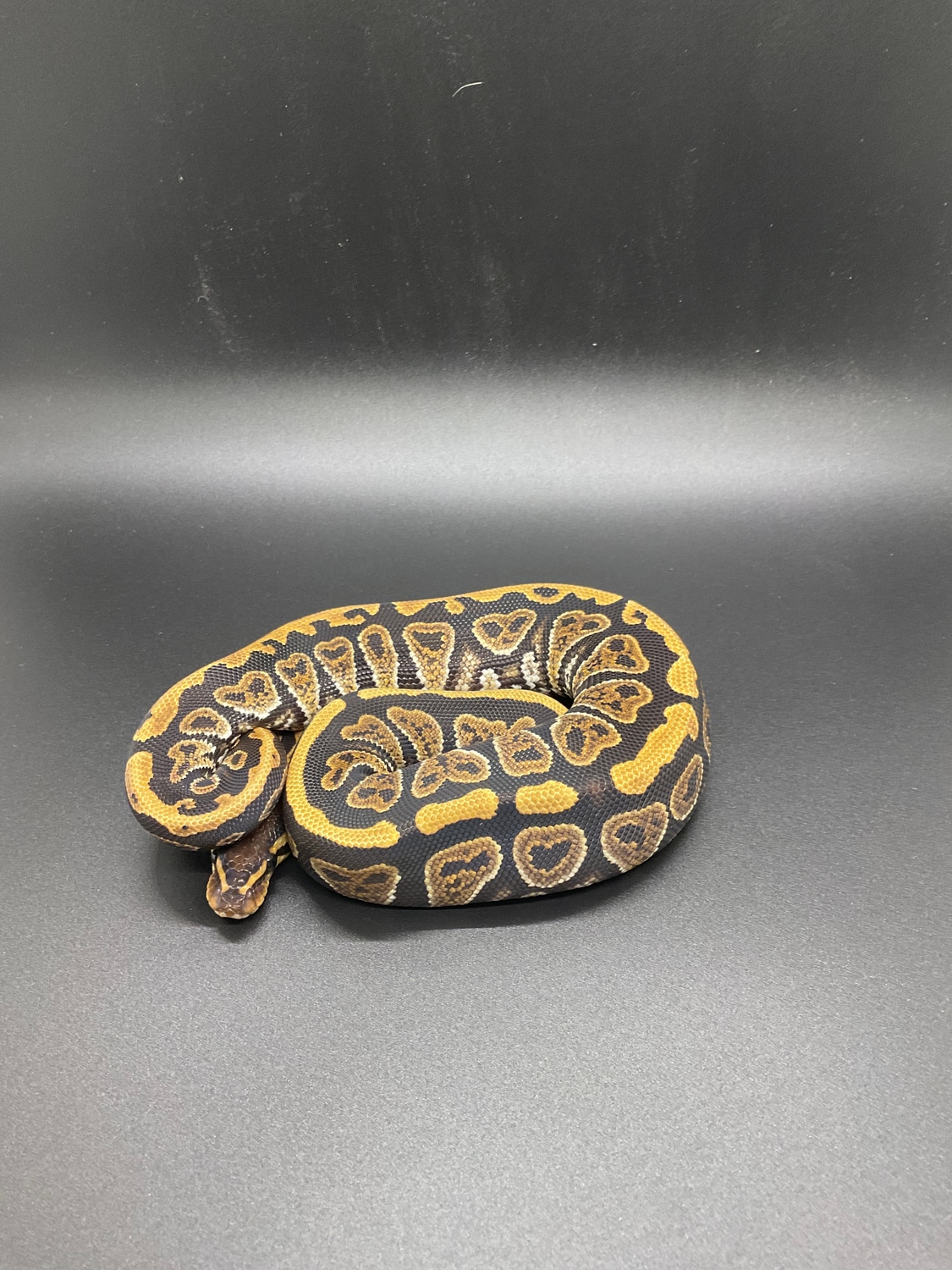 DH Paint/Ultramel Ball Python by Wide River Reptiles - MorphMarket