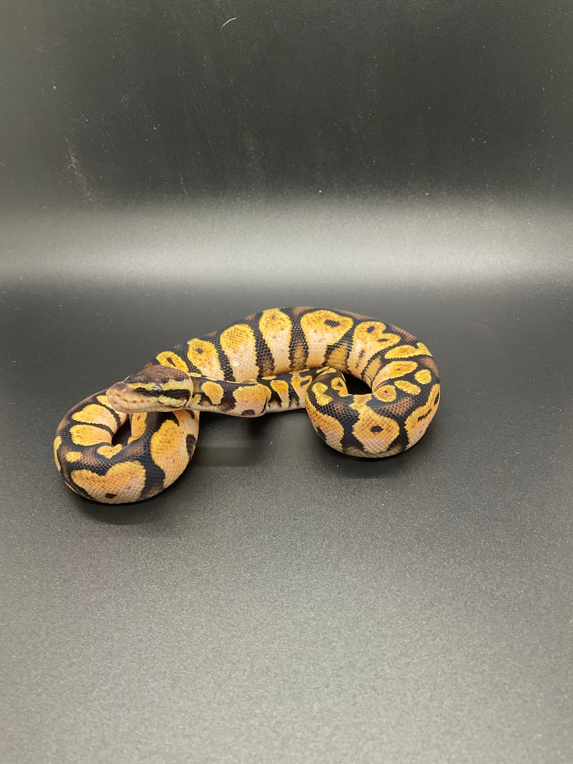 Pastel Calico Ball Python by Wide River Reptiles - MorphMarket