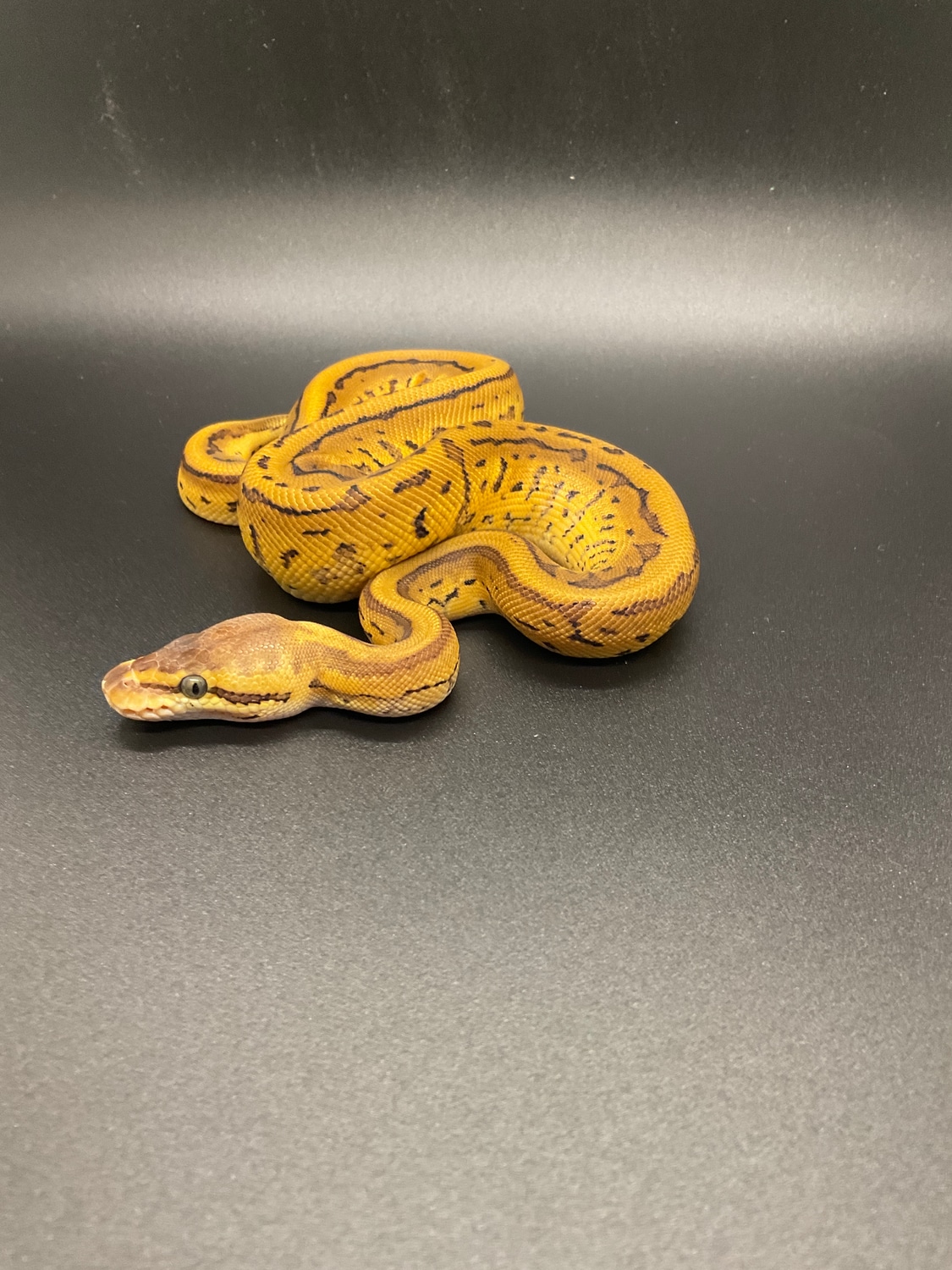 Leopard PastelPin Het 50% Het Albino Ball Python by Wide River Reptiles ...