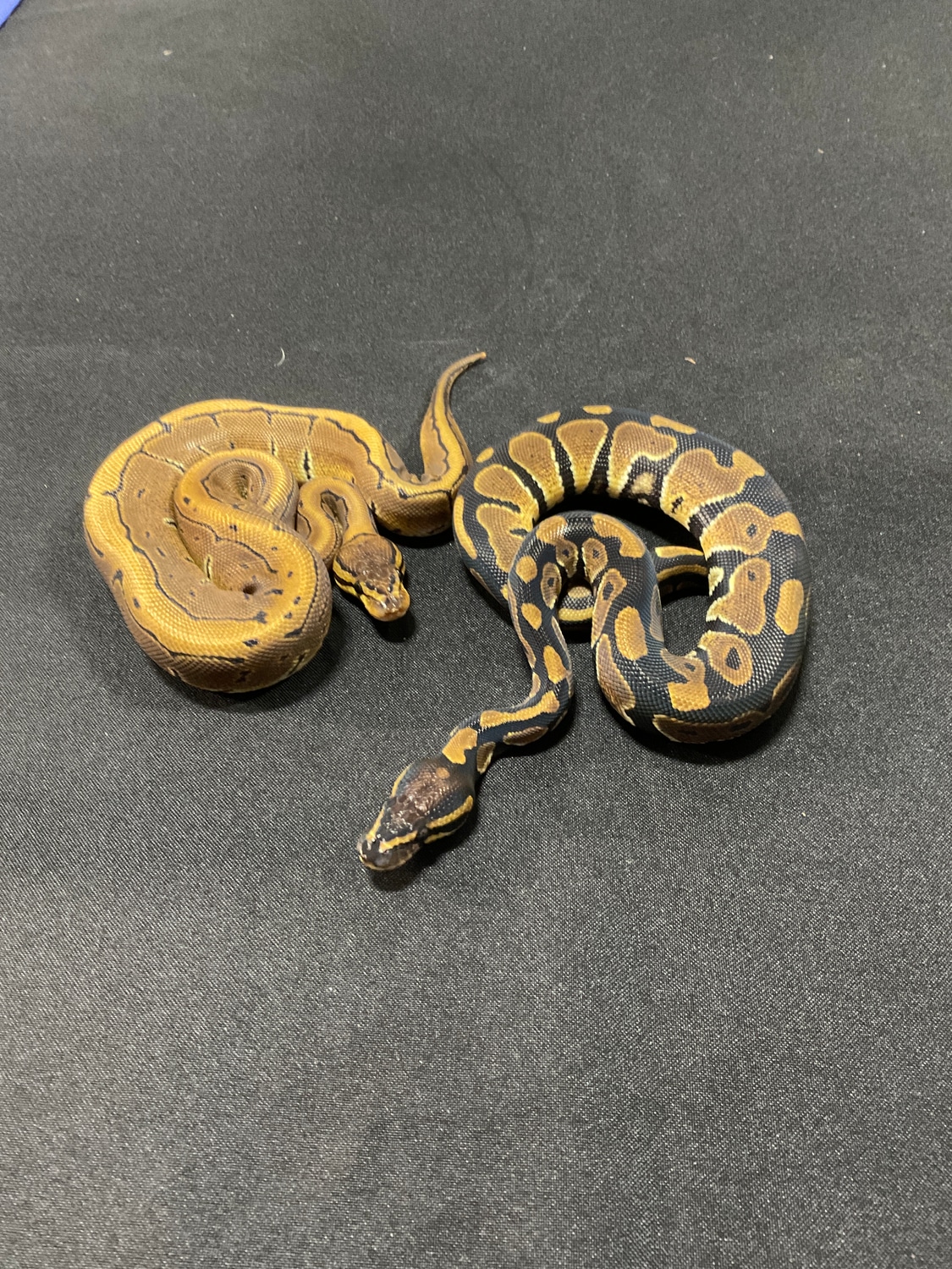 Pinstripe Het Desert Ghost Het Ultramel. Selling As A Pair Ball Python by Wide River Reptiles ...