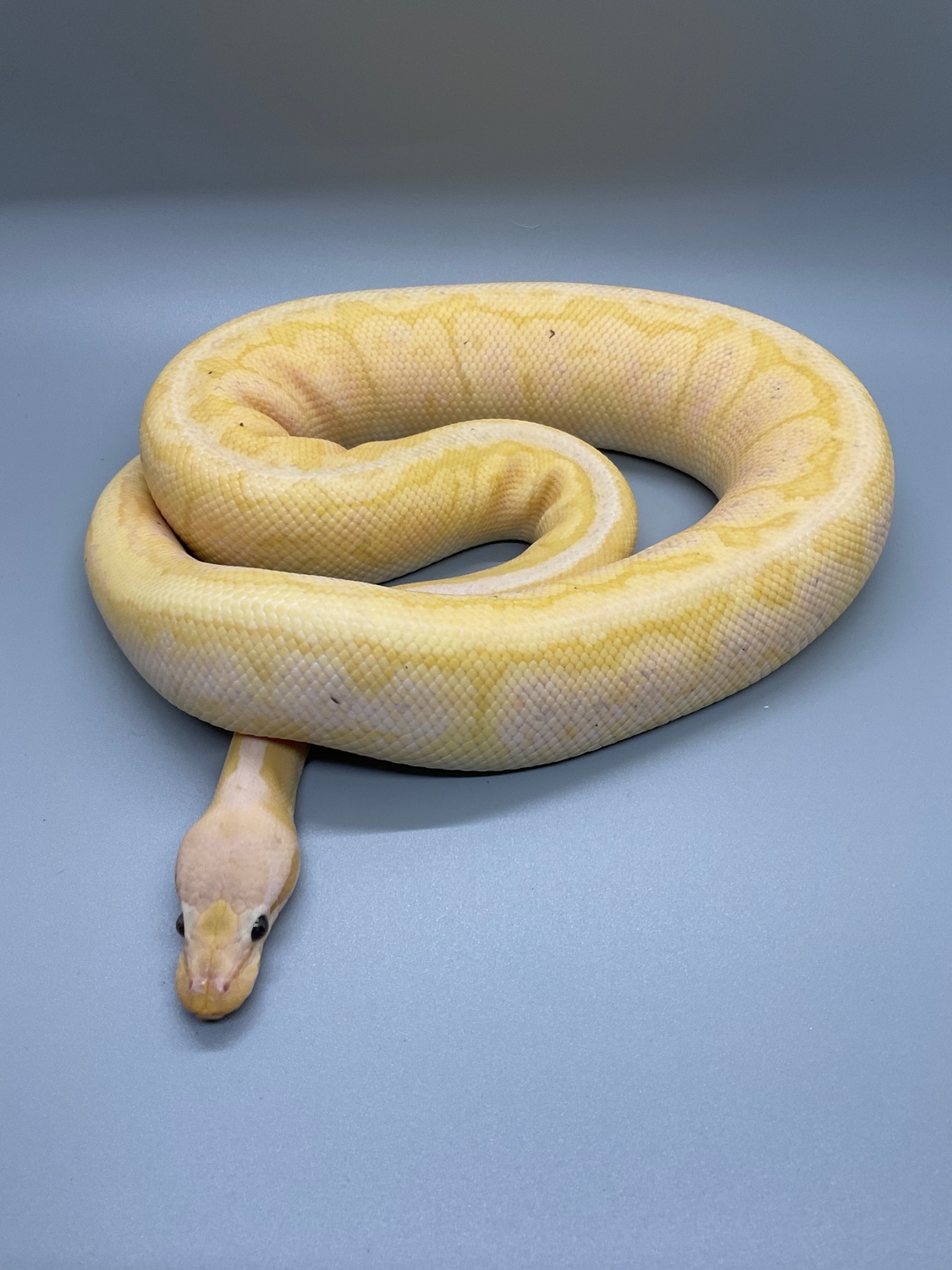 Pastel Banana Pinstripe Yellowbelly Ball Python by Wide River Reptiles ...