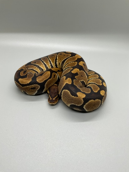 DH Ultramel/Paint Ball Python by Wide River Reptiles