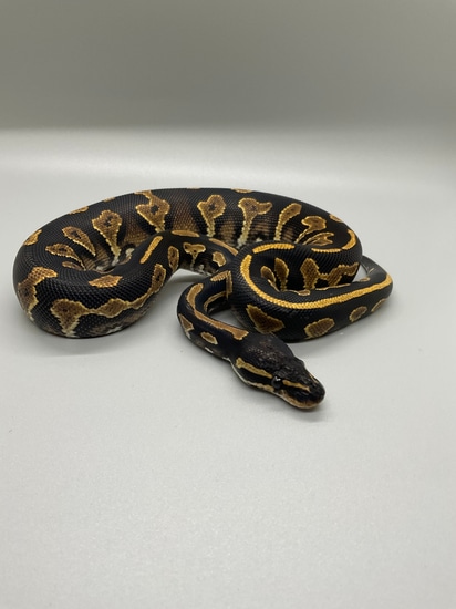 Blackhead YB Ball Python by Wide River Reptiles