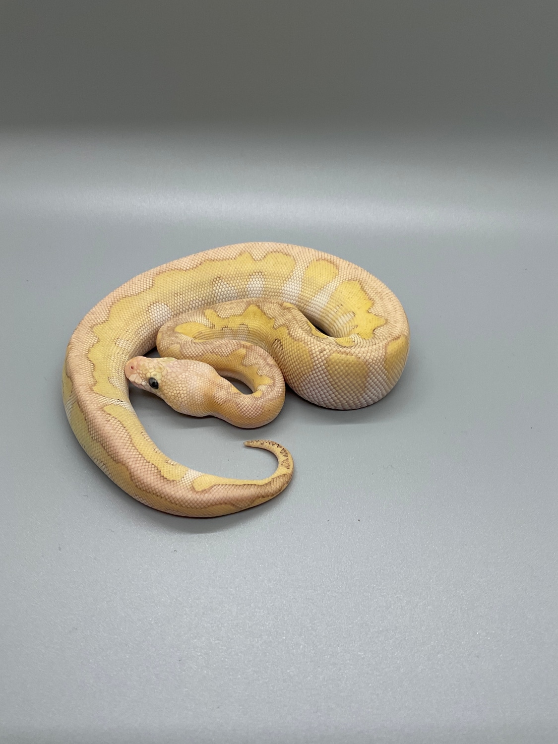 Pastel Lesser Clown Ball Python by Wide River Reptiles - MorphMarket