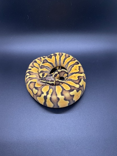 Super Pastel GHI Enchi Ball Python by Wide River Reptiles