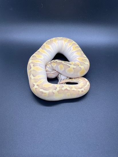 Super Pastel Lesser GHI Enchi Ball Python by Wide River Reptiles