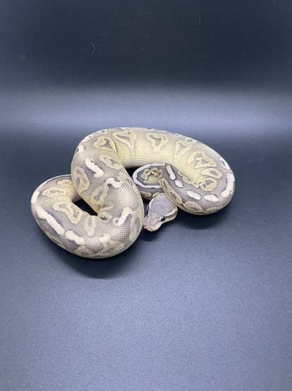 Pewter Ghost Ball Python by Wide River Reptiles