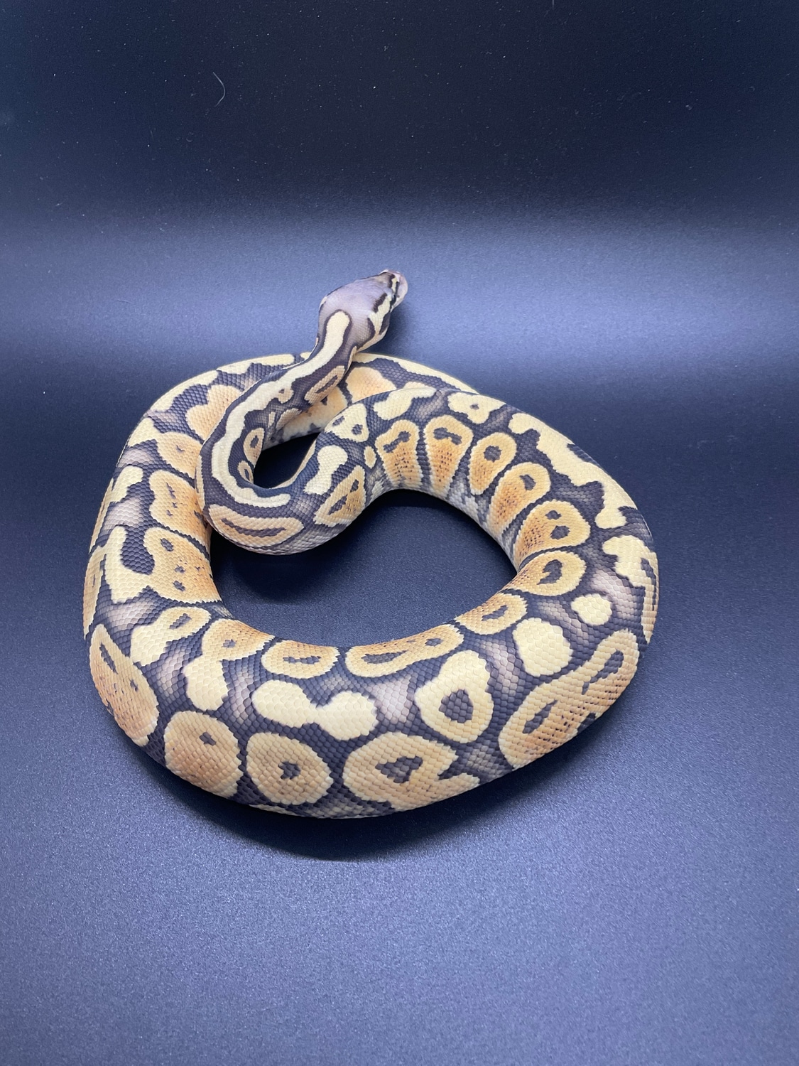 Pastel Ghost Ball Python by Wide River Reptiles - MorphMarket
