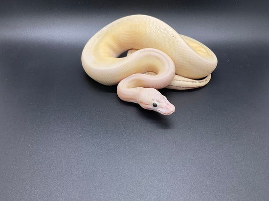 Pastel Super Spark G-stripe Ball Python by Wide River Reptiles