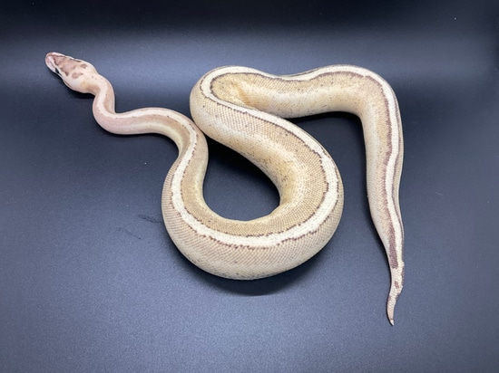 Super Spark Het G-stripe Ball Python by Wide River Reptiles