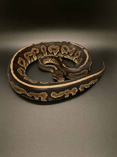 Chocolate Cinn Het G- Stripe Ball Python by Wide River Reptiles
