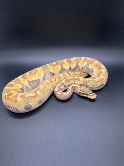 Super Pastel Mojave GHI Enchi Ball Python by Wide River Reptiles